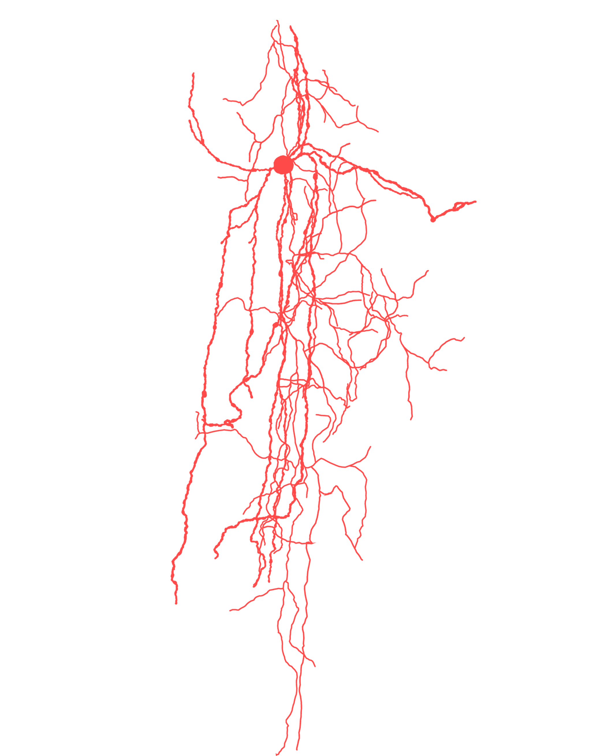 Primate Cell Type Database