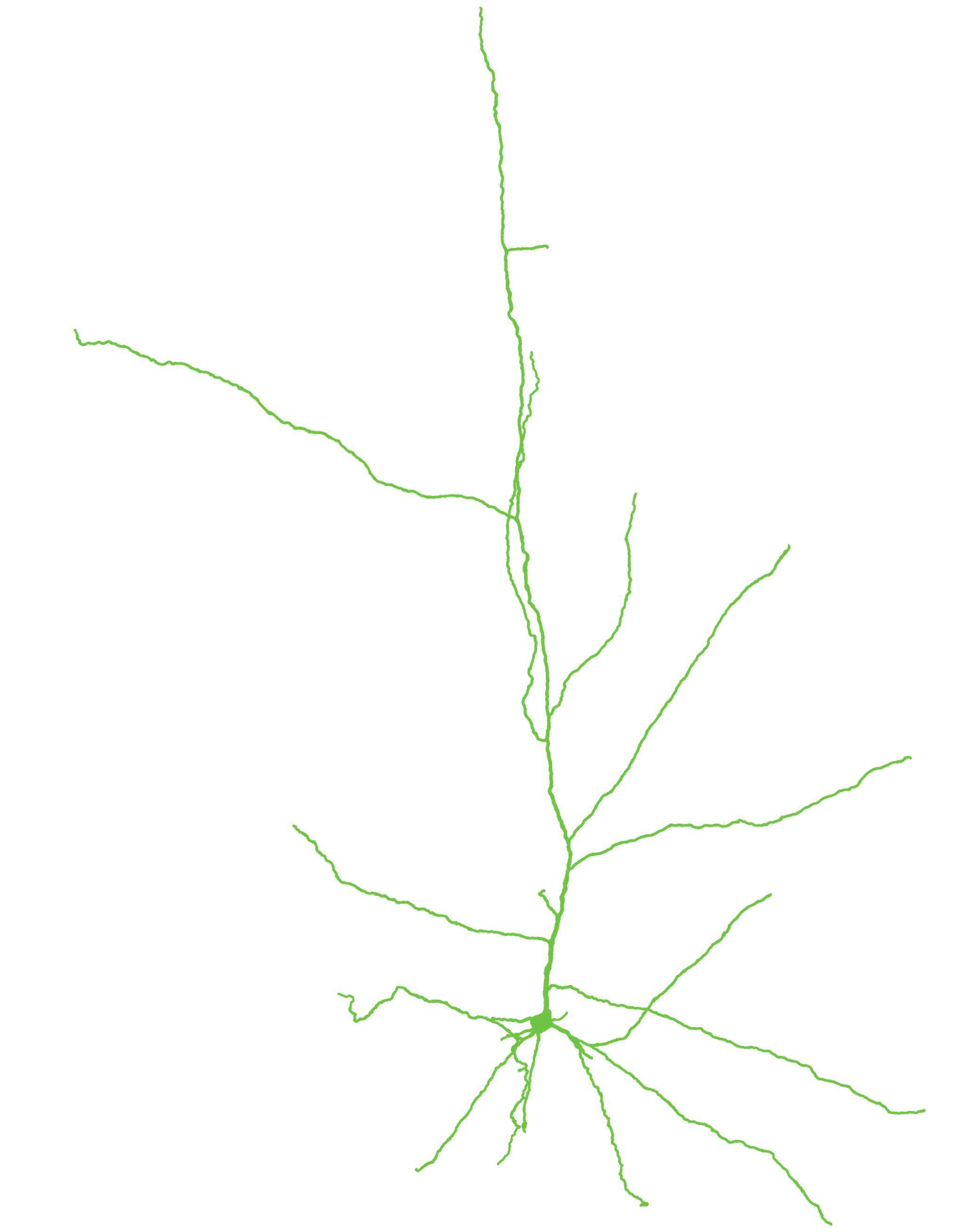 Primate Cell Type Database