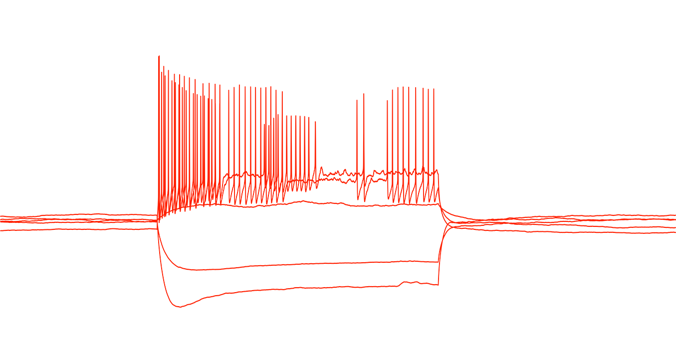 Primate Cell Type Database