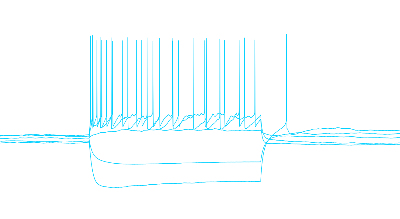 Primate Cell Type Database
